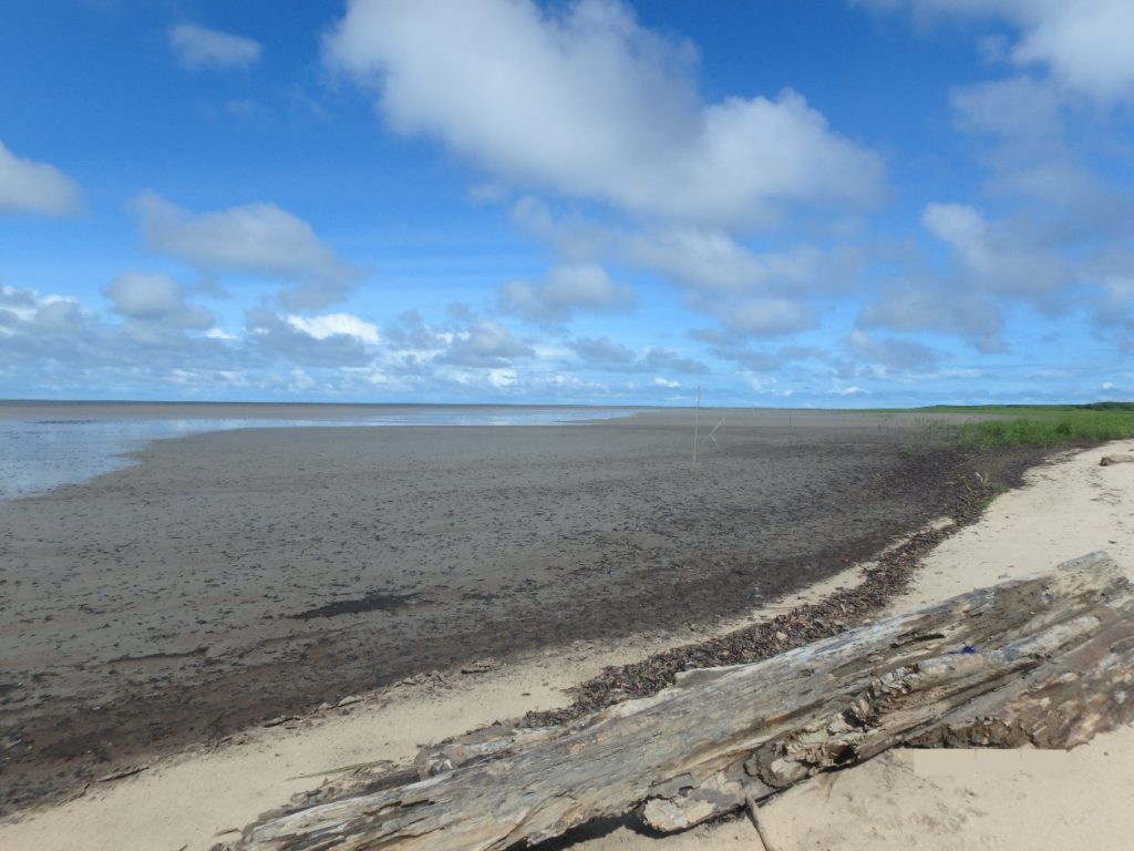 Les plages d’Awala-Yalimapo - Observatoire de la Dynamique Côtière de ...